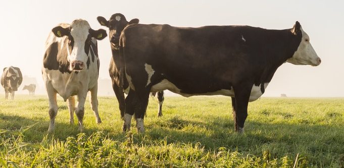 No bull!@#$: Number 8 Bio lands $1.8 million for animal feed that ...